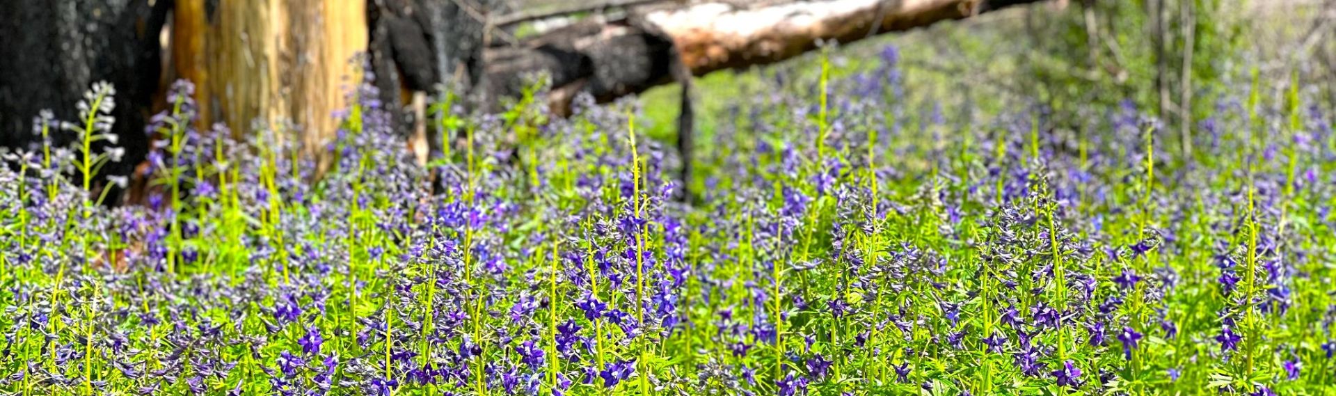 Long Term Wildfire Recovery in Glide, Oregon - Glide Revitalization